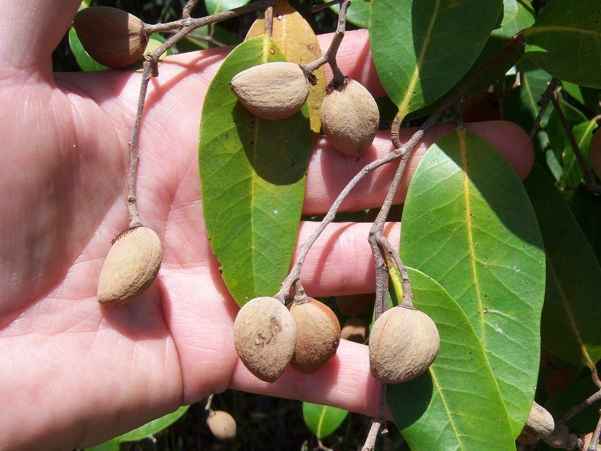 Investing in Tropical Trees: Creating technical profiles for native ...