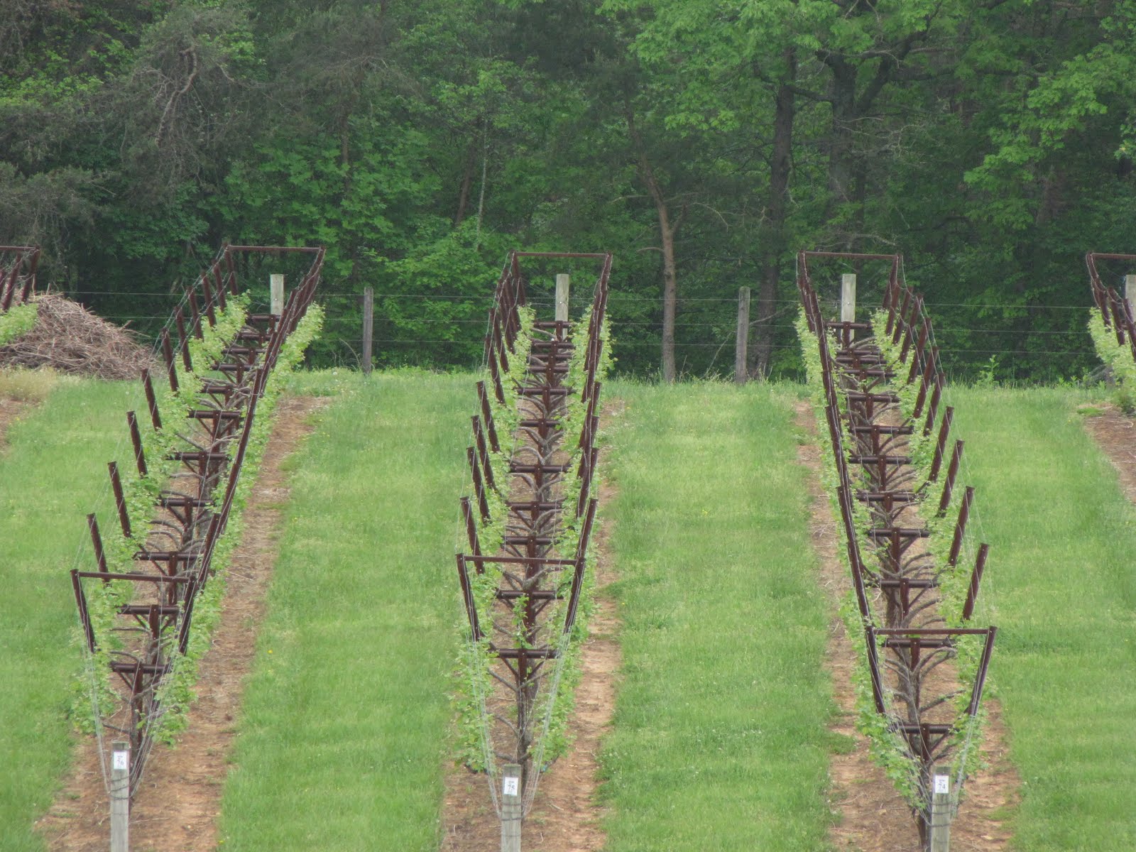 French Broad Vignerons: April 2011