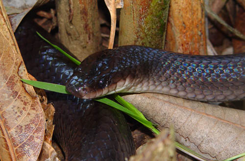 Snake Master: Mussurana