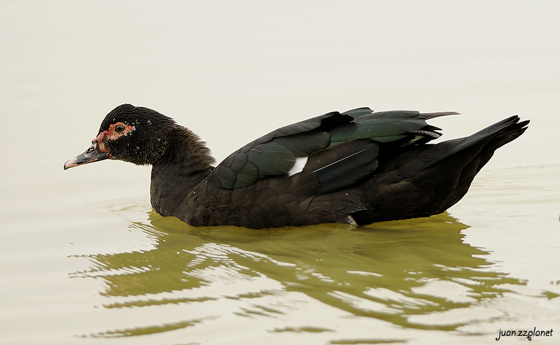 Planet Jzz: Pato Negro, Pato Real, Pato Criollo