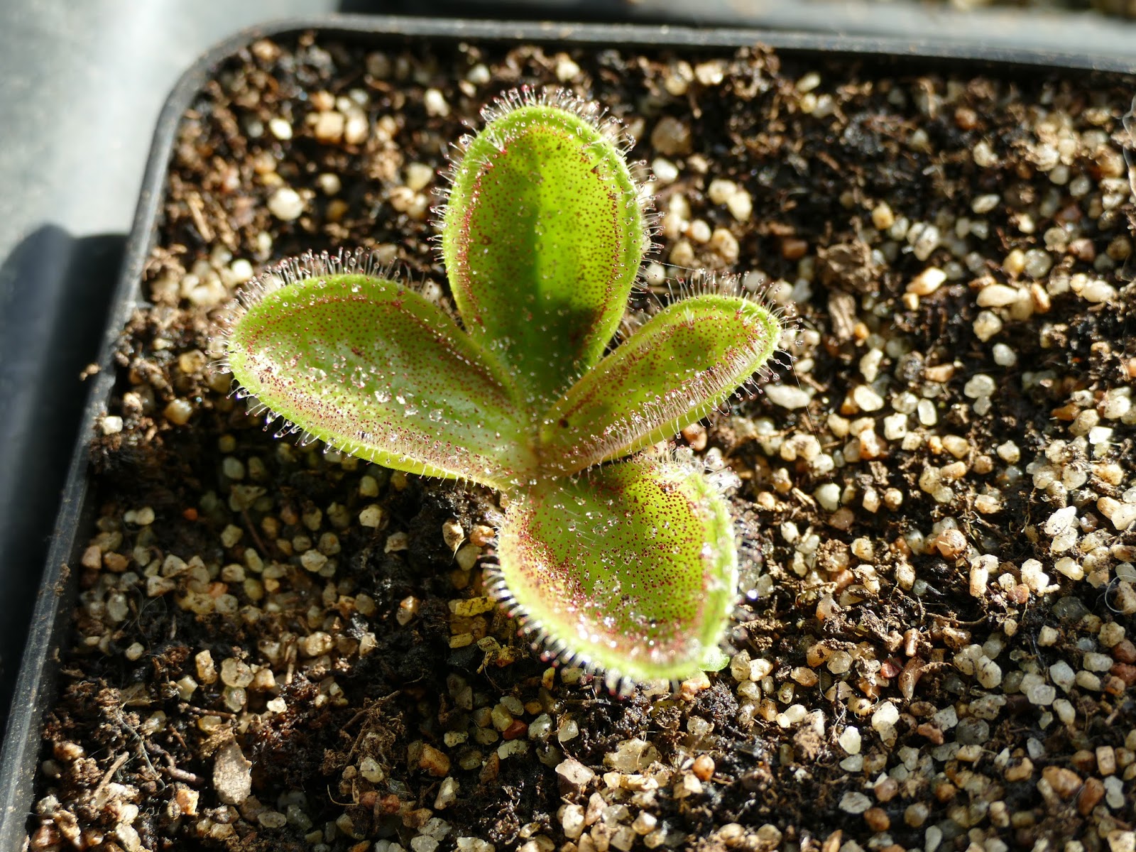 Drosera magna photos