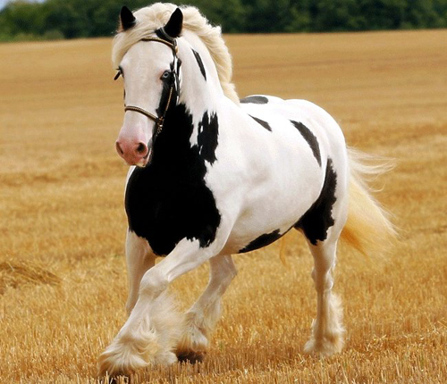 Los caballos: Los caballos