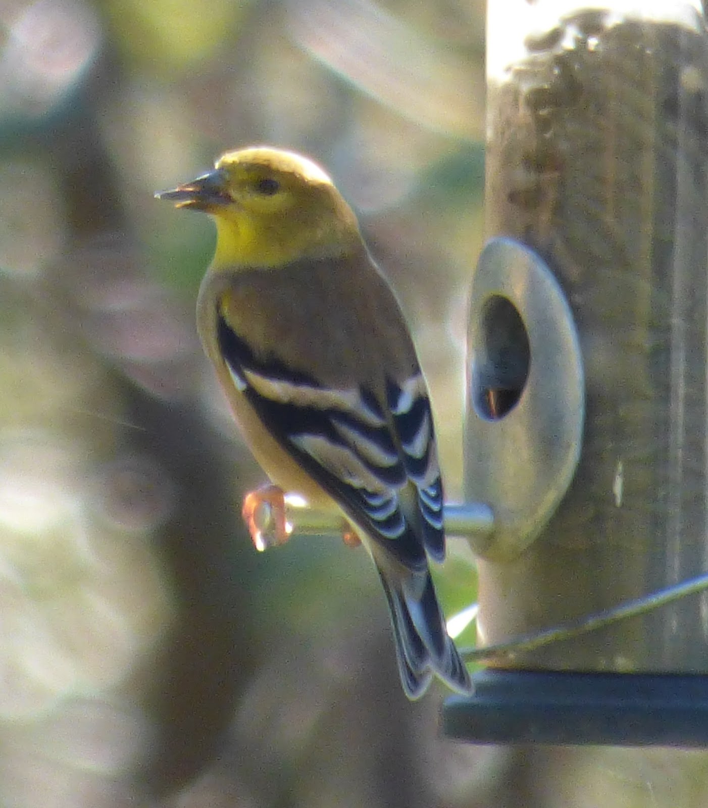 Birds: Fink Family Farm Bird List