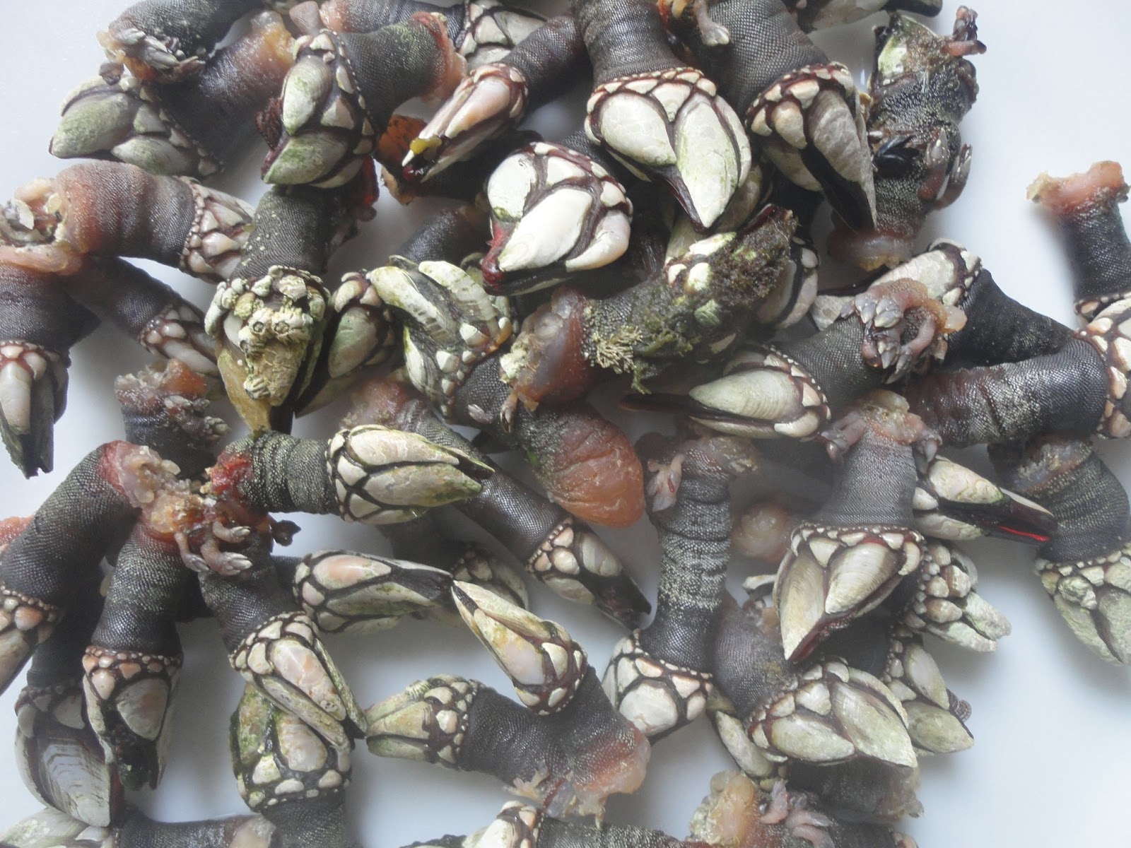 COCER & CANTAR : Percebes del Cantábrico