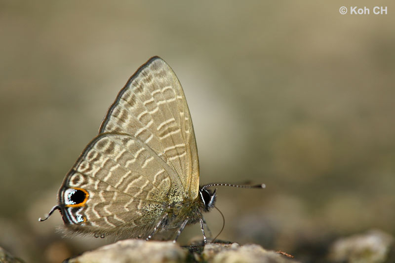 Butterflies of Singapore: Butterfly of the Month - February 2012