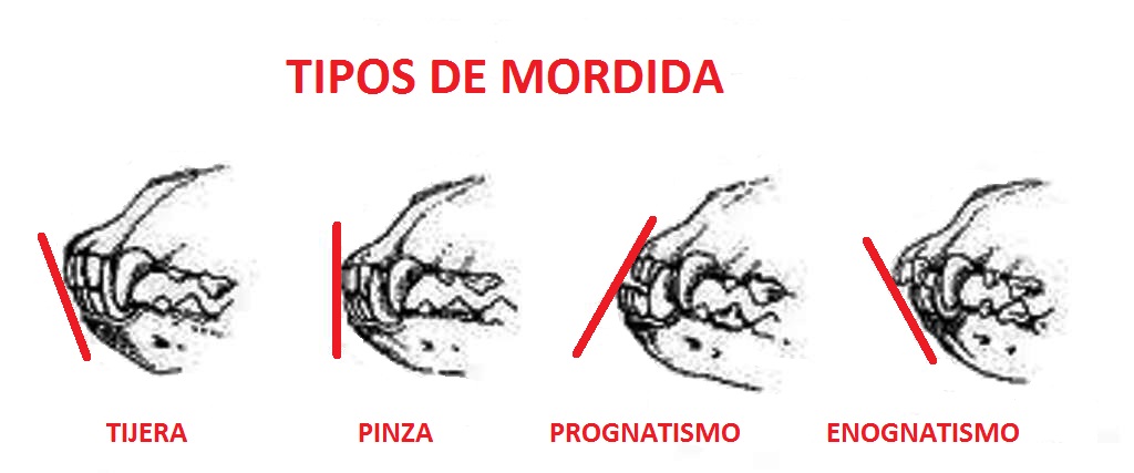 NUNCAJAMAS COCKER: PREGUNTAS FRECUENTES SOBRE LOS DIENTES DE MI PERRO