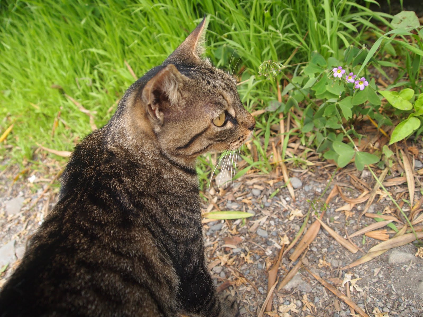 Catsparella: Beautiful Images of Cats in Italy (Reader Submitted)