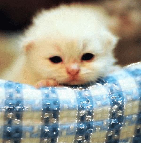 Cantinho de Gifs: * GATINHOS
