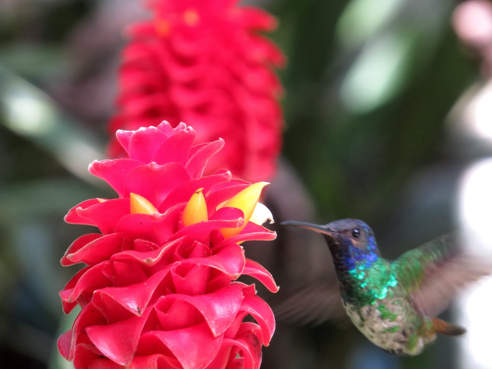 Proyecto Colibríes: Las flores del jardín muy importantes para la vida ...
