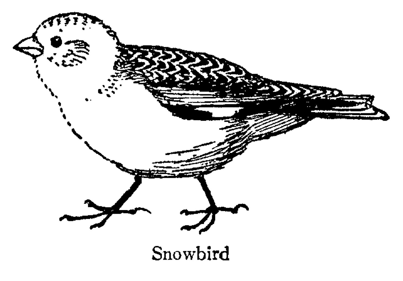 The Graphics Monarch: Rustic Snowbird Free Illustration Bird Drawing ...