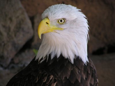 Imágenes de Pájaros: Águilas Calvas