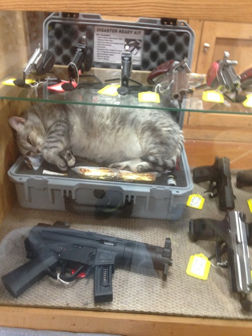 The Miller: Humor: Tactical Cat