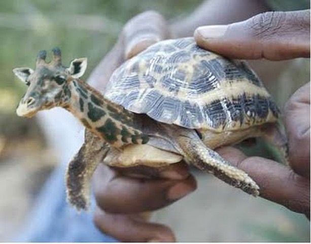 SALHAN - Official Blog: Mixed Animals