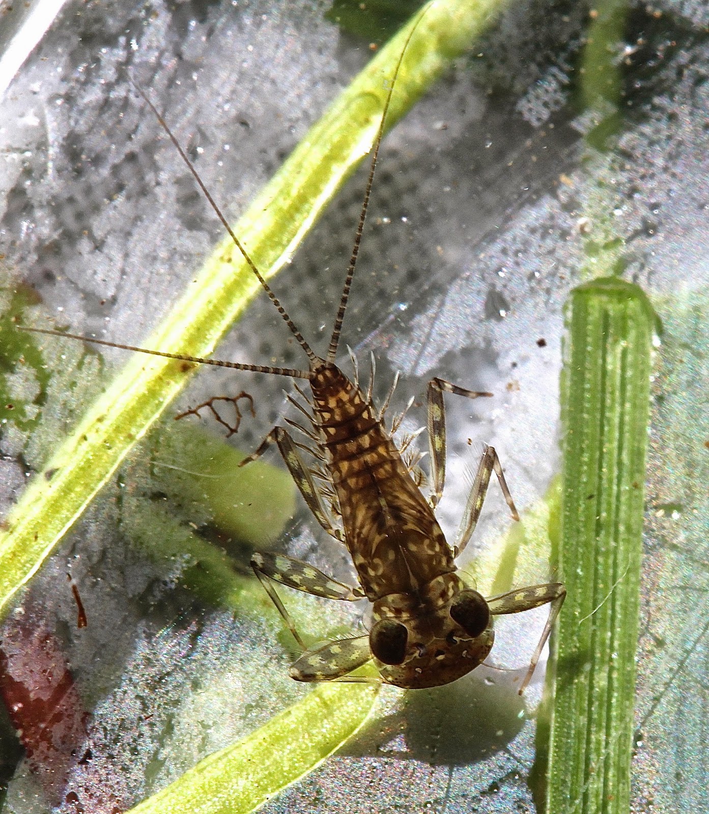 Aquatic Insects of Central Virginia: June 2014