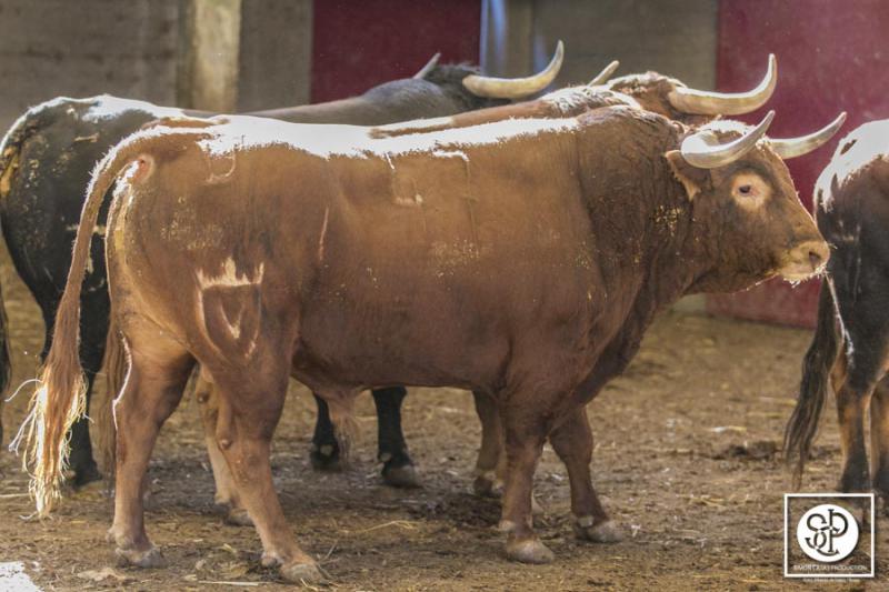 TRAPÍO TOROS: "BOLAS DE BILLAR"