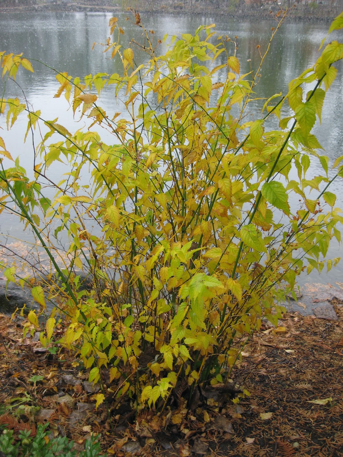 Rotary Botanical Gardens - Hort Blog: A Temporary Winter Wonderland