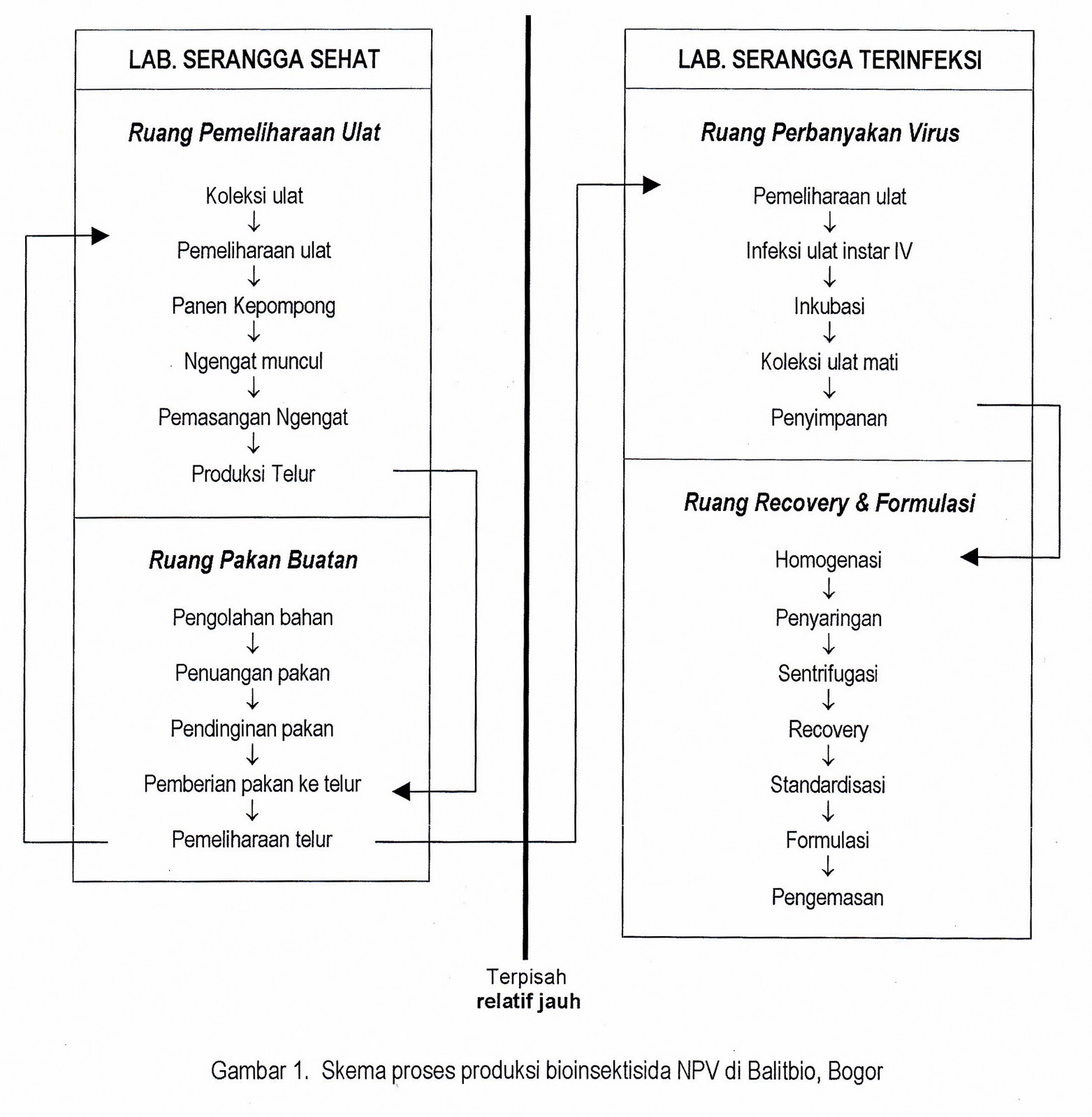 Muhammad Arifin: 84b. Bioinsektisida NPV untuk Pengendalian Hama ...