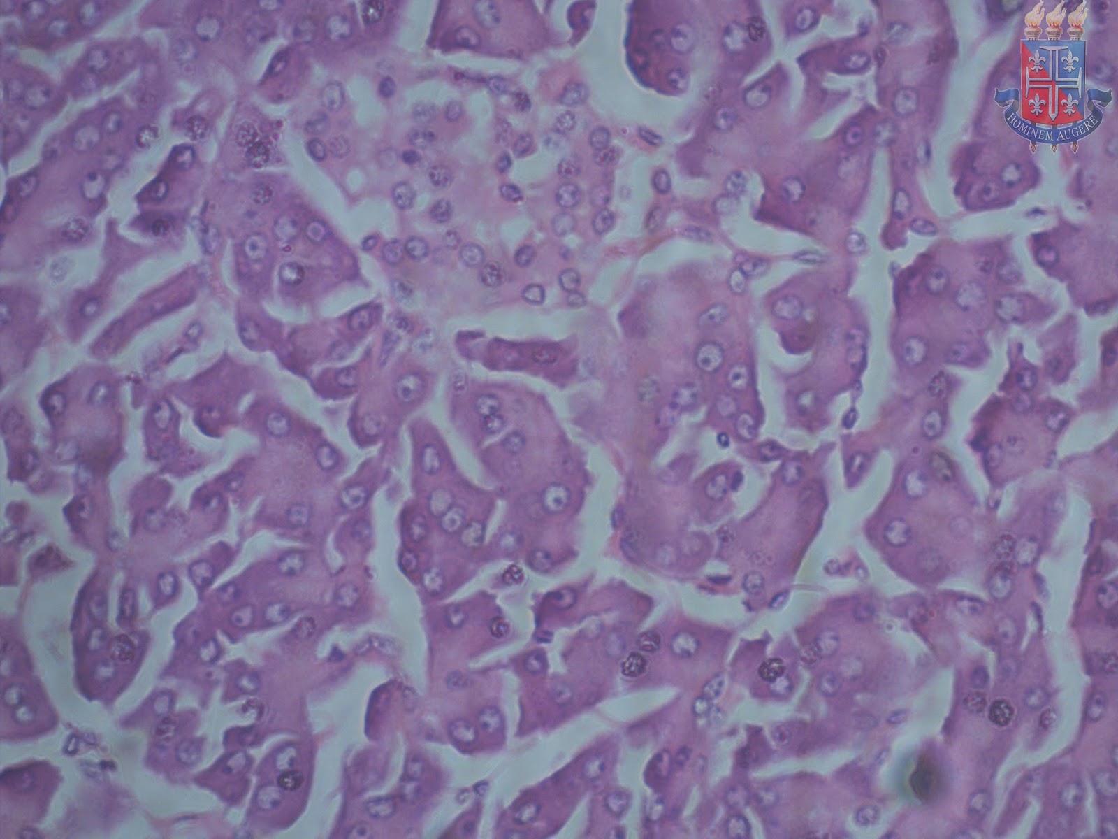 Atlas virtual de histologia e patologia: Pâncreas