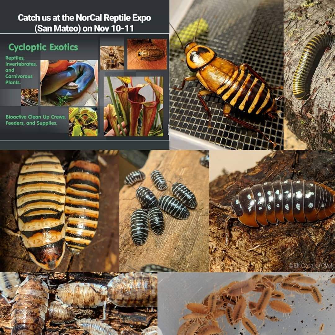 Cycloptic Exotics Availability