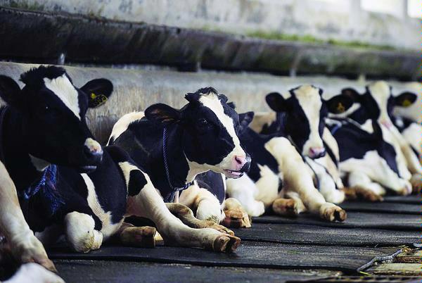 The Sapi Metal Singosari mBoyolali: Sapi Sapi Metal Boyolali