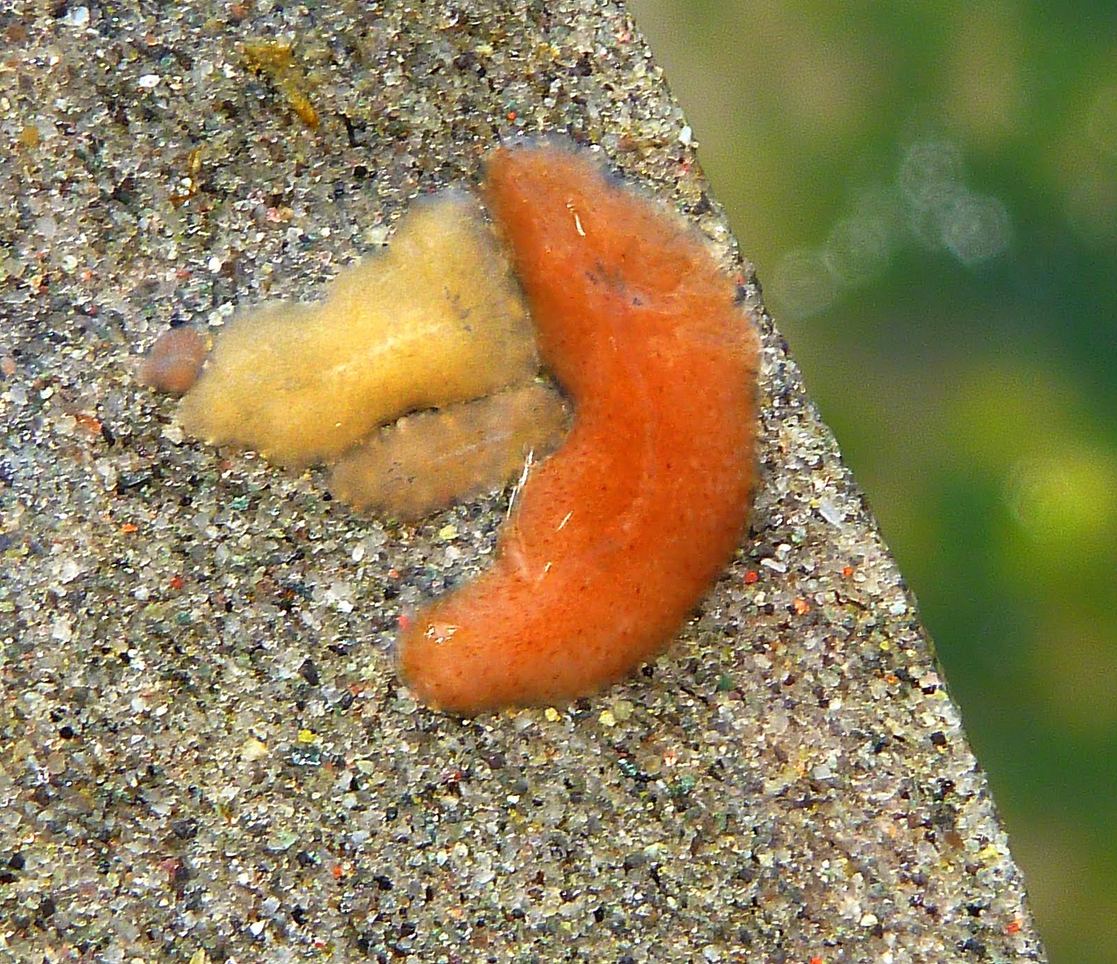 Buzz's Marine Life of Puget Sound: Sand Collar Season....or More Tiny ...