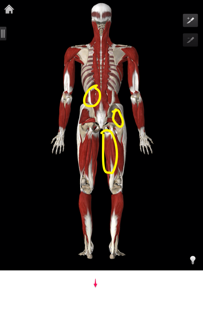 Joint Maneouvres - the importance of the Sacro Iliac Joint • Pilates in ...