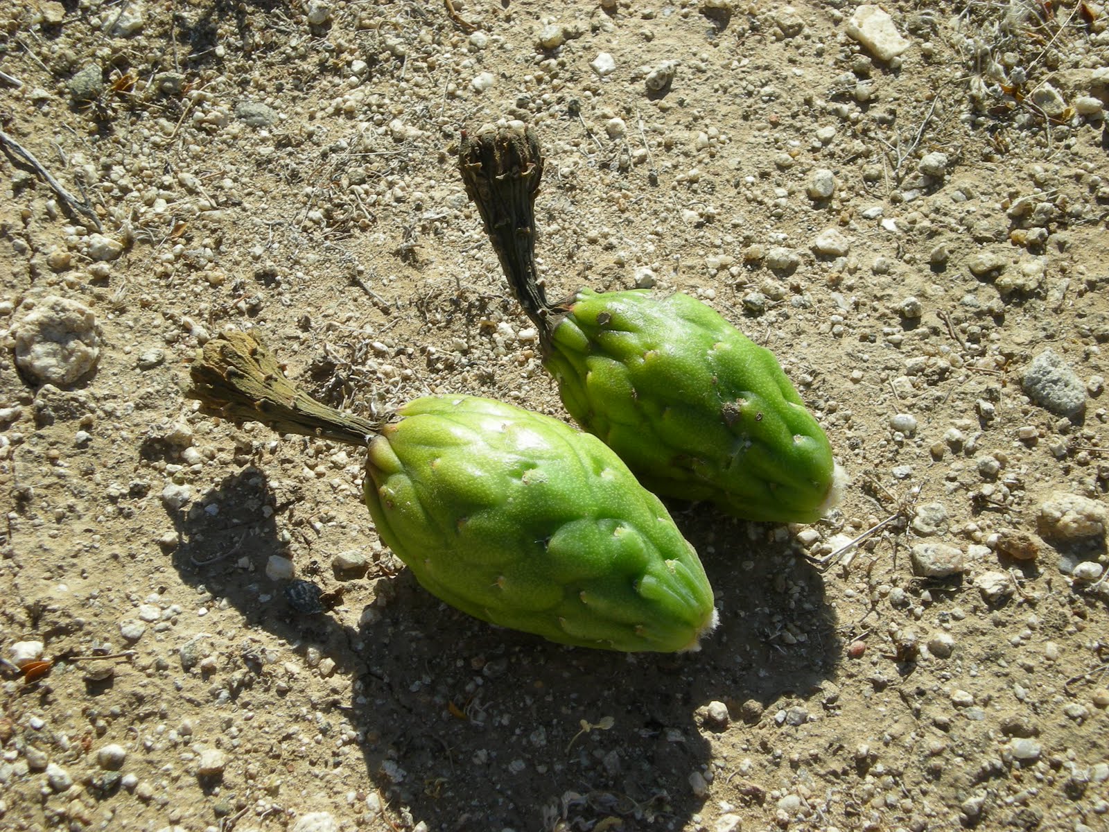 Practical Biology: science for everyone: Saguaro natural history and ...