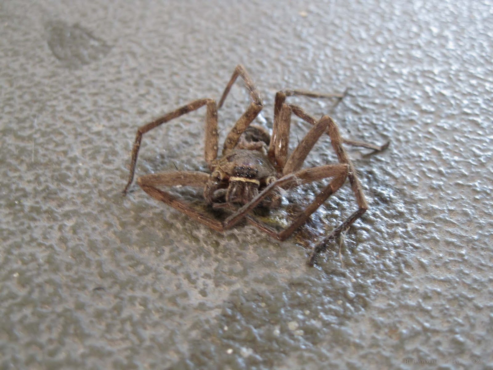 de peu : Cigale vivante Araignée morte