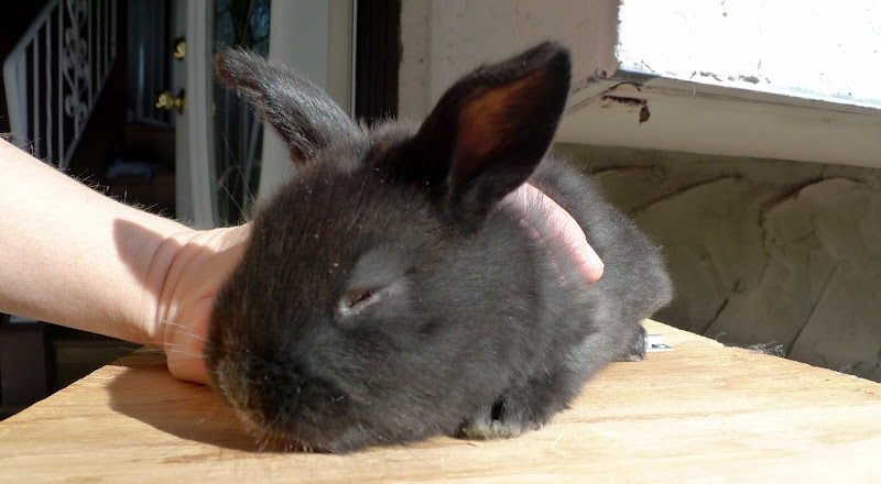 Treating Baby Rabbit Eye Infections – Backwoods Mama