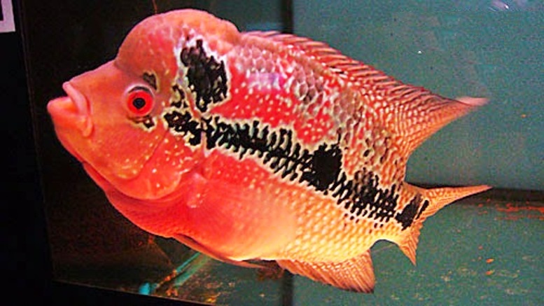 FLOWERHORN FISH photos - wallpapers (ανανεωμένο) | the fun bank