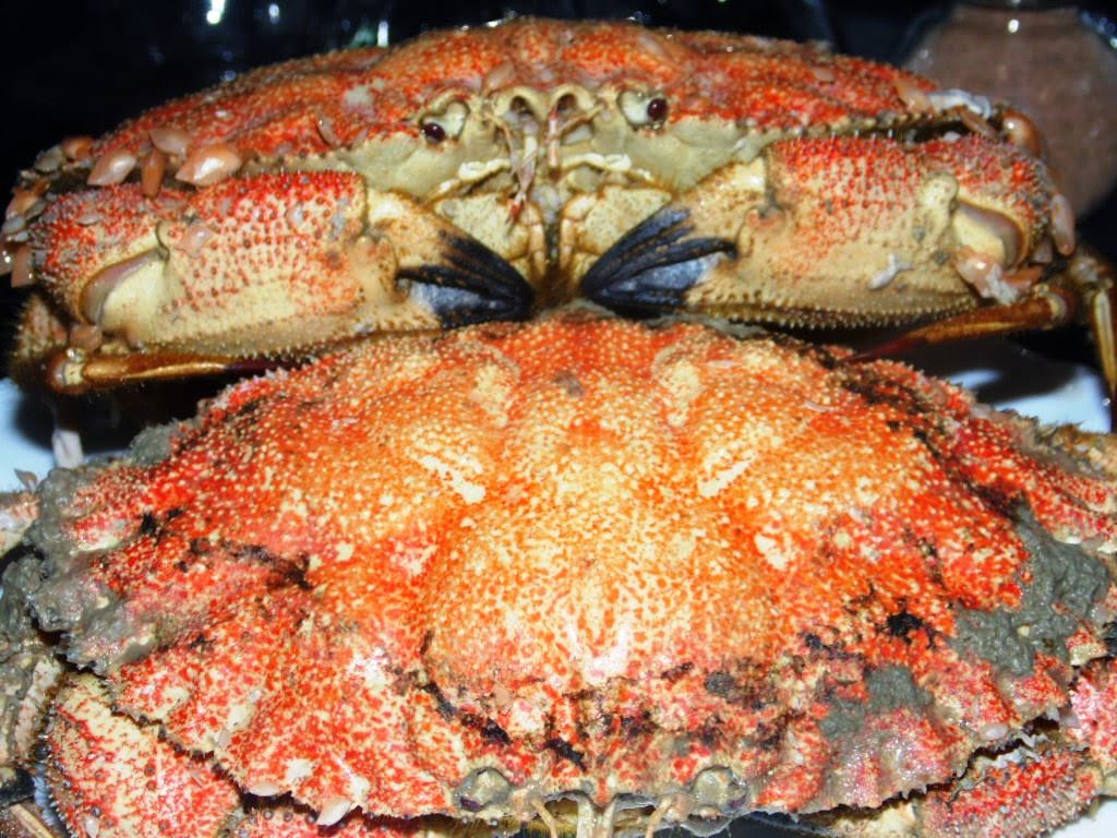 As Receitas do Meu Pitucho: PATÊ DE SANTOLA II