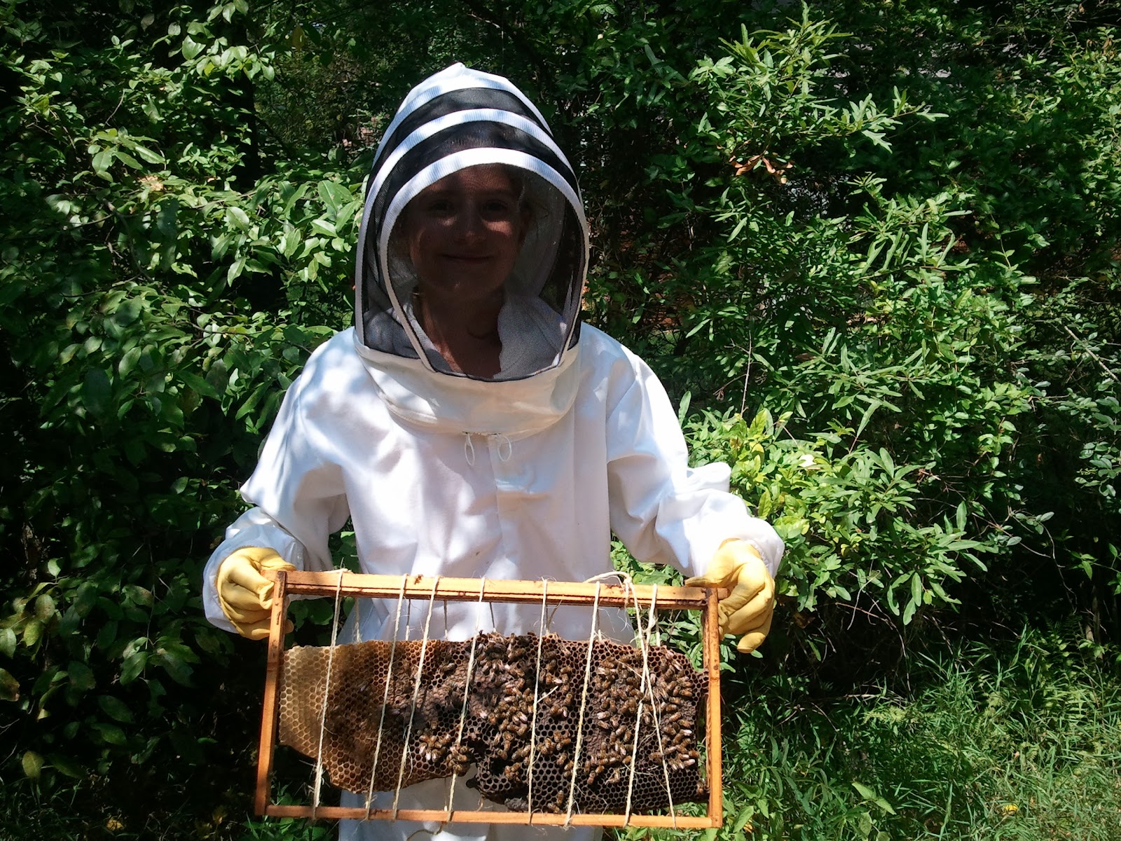 Mark's Farm Tochok: Bees in a tree