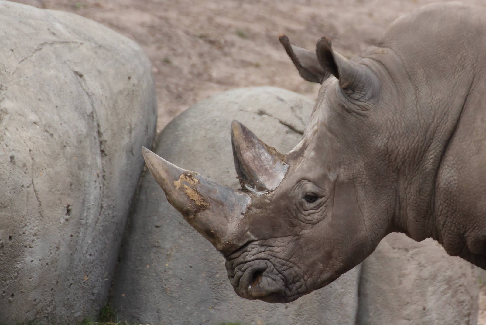 Zoogdieren: Neushoorns