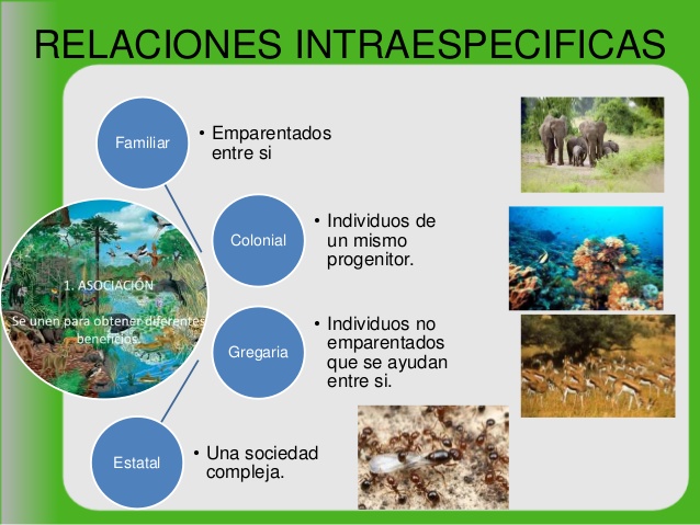 Convivimos y aprendemos juntos.: RELACIONES ENTRE LOS SERES VIVOS DE UN ...