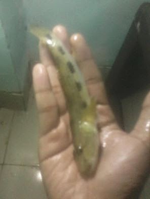 Bloso (Glossogobius Giuris) - Penggila Ikan Hias