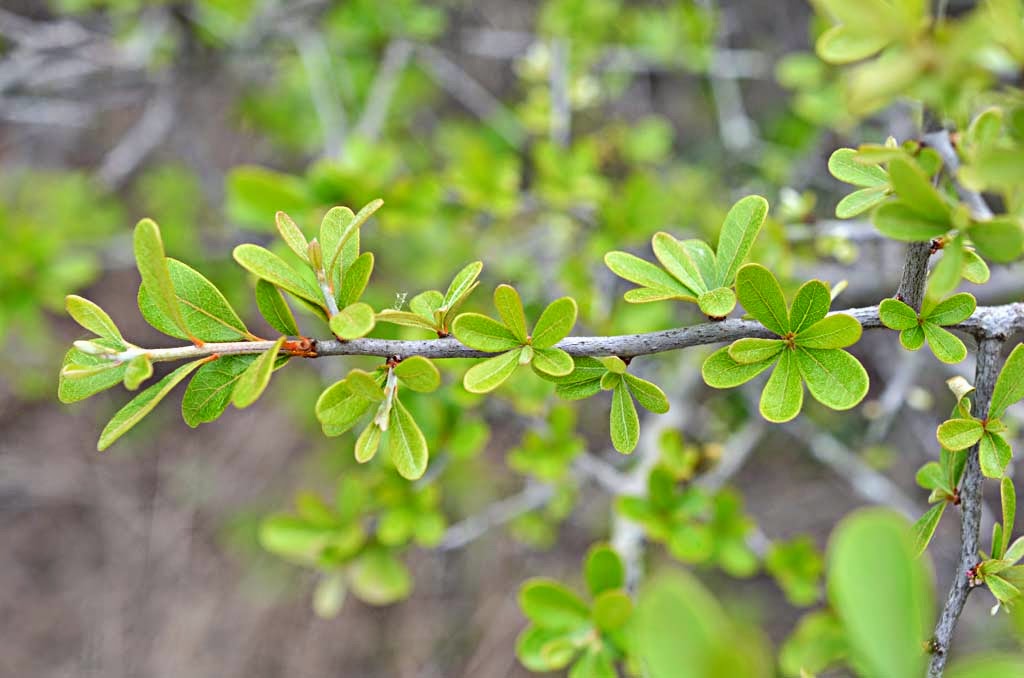 Space Coast Wildflowers: March 2014