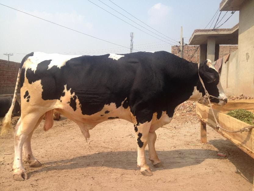 All Animals: Ox Profile,Latest news,Photos