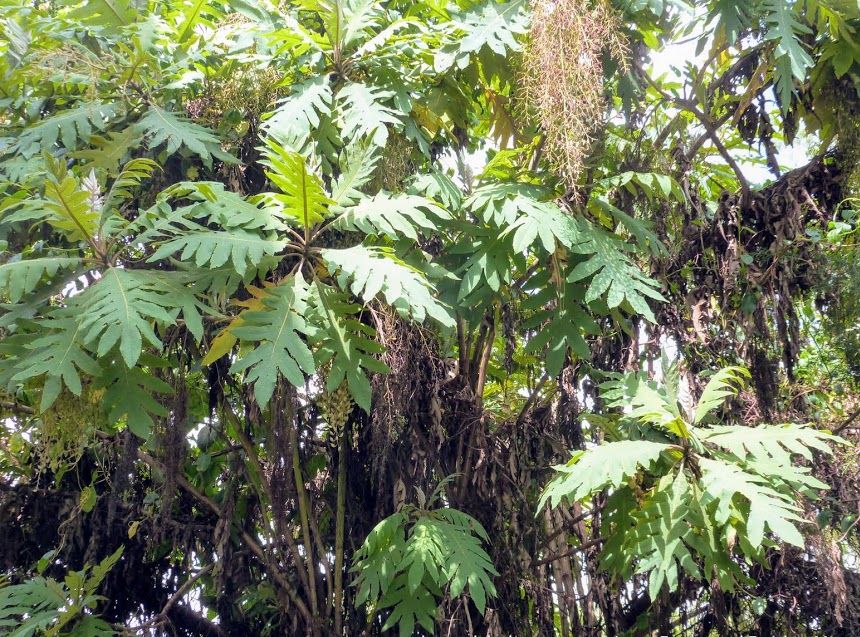 PROYECTO AMBIENTAL ESCOLAR. Colegio General Gustavo Rojas Pinilla I. E. D.