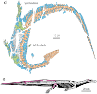 Species New to Science: [Paleontology • 2016] Litorosuchus somnii • A ...