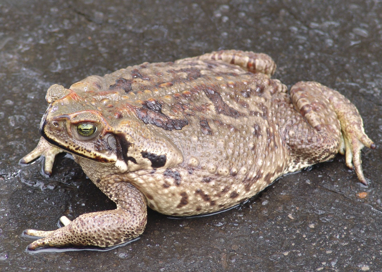 Francesc Cornadó: Hablar con los sapos