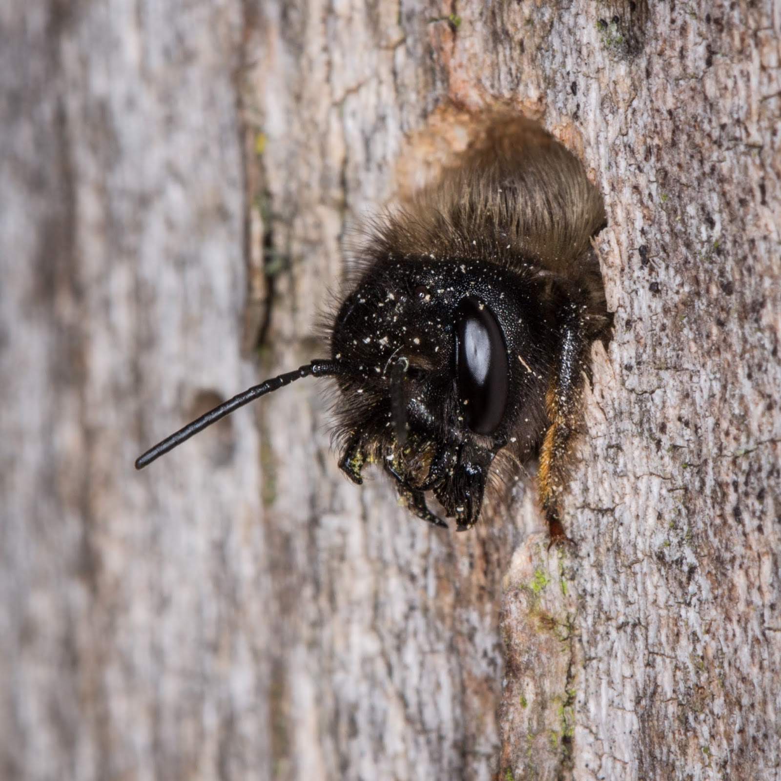 TrogTrogBlog: More red mason bees