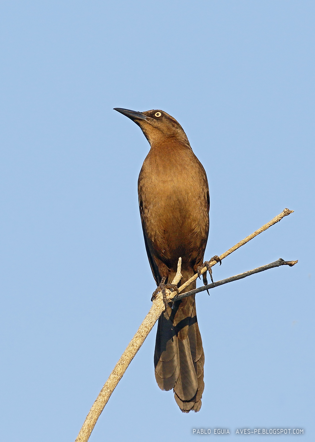 mis fotos de aves: Quiscalus mexicanus Zanate Mexicano Great-tailed Grackle