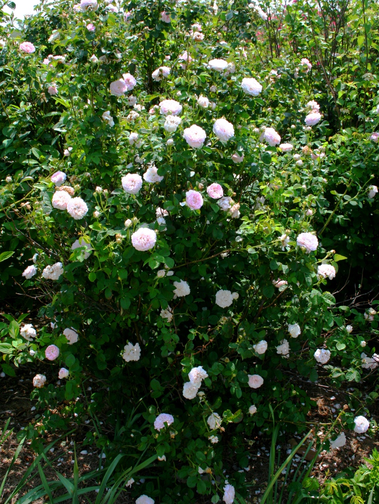 Garden Musings: Montebello's Duchesse