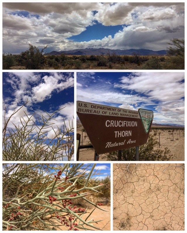 AdventureGraham: Hike #30 Crucifixion Thorn Natural Area