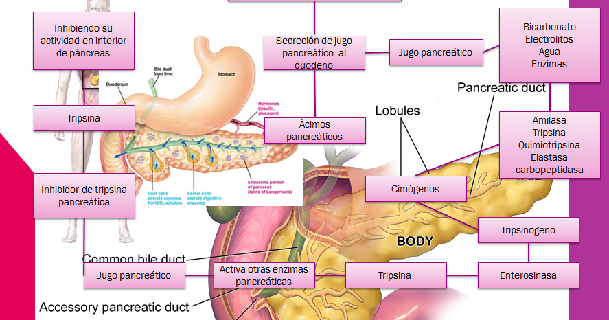 Fisiología Basica : 36- Páncreas Exocrino