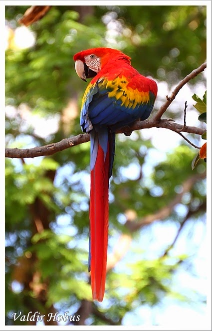 As diferentes Araras vermelhas do Brasil | BLOG - Buraco das Araras ...