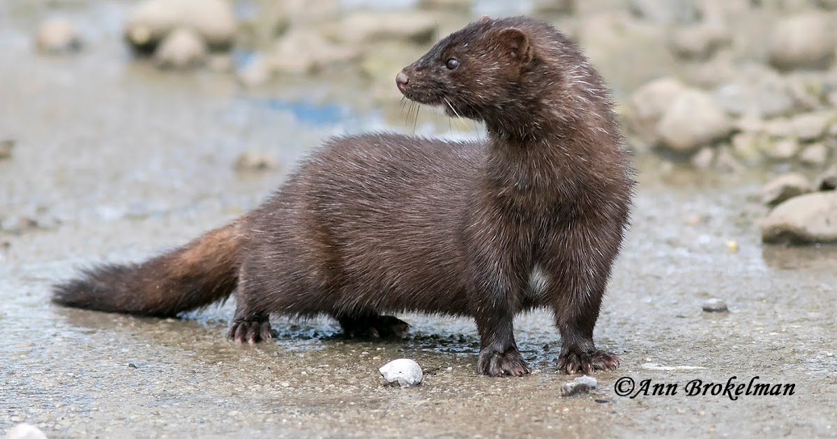 Ann Brokelman Photography: Mink a pair of them June 2017