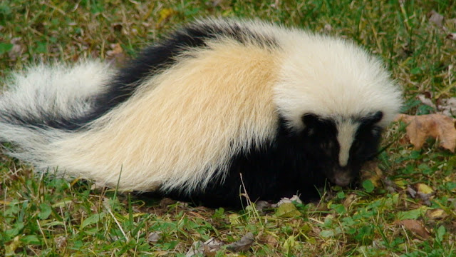 Skunk | The Biggest Animals Kingdom
