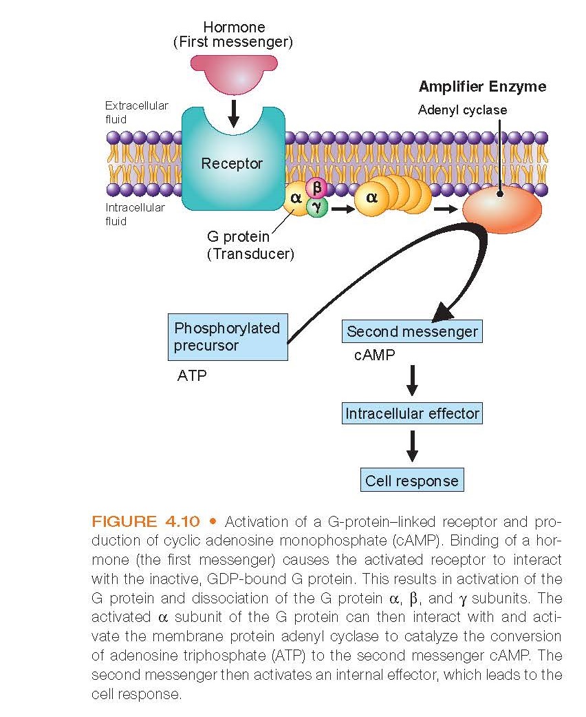 Cell Receptors - pediagenosis