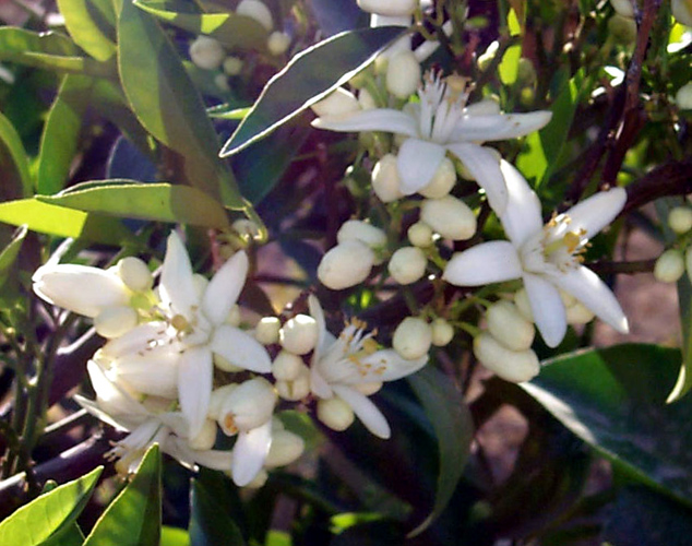 SEVILLA EN PRIMAVERA: SEVILLA YA HUELE A AZAHAR...